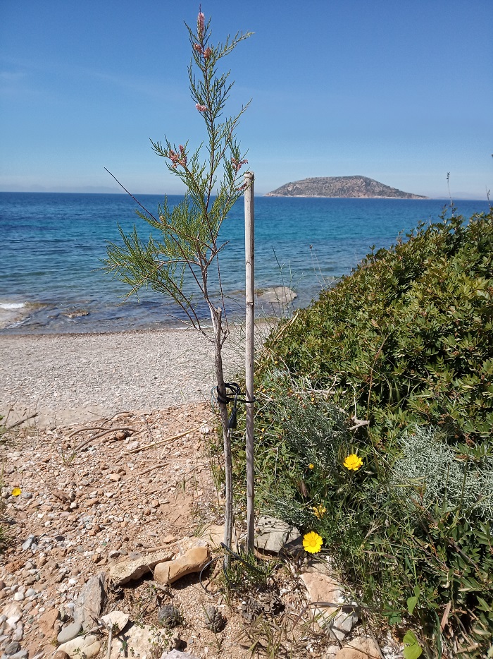 Νάτοι οι πρώτοι σε όλη την Ευρώπη | πιτσιρίκος