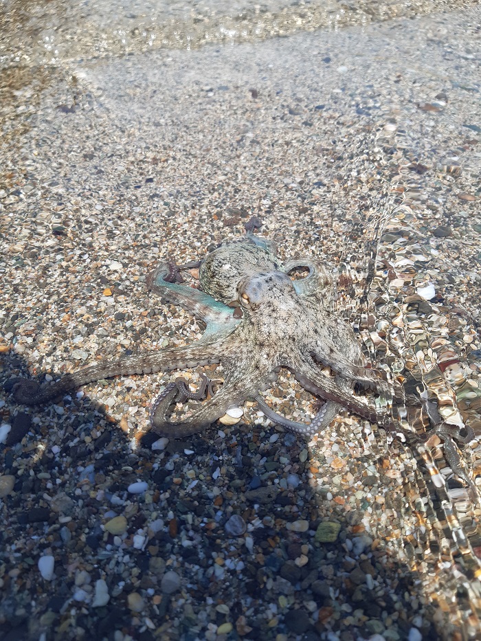 Αποτυχία, αν δεν πάρει η εθνική μετάλλιο σε αυτό το ευρωμπάσκετ ...